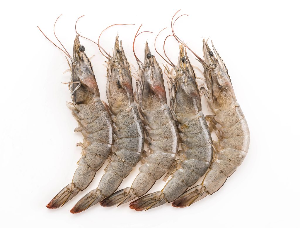 Ecuador Breaks Records in Shrimp Exports and Leads the World ...